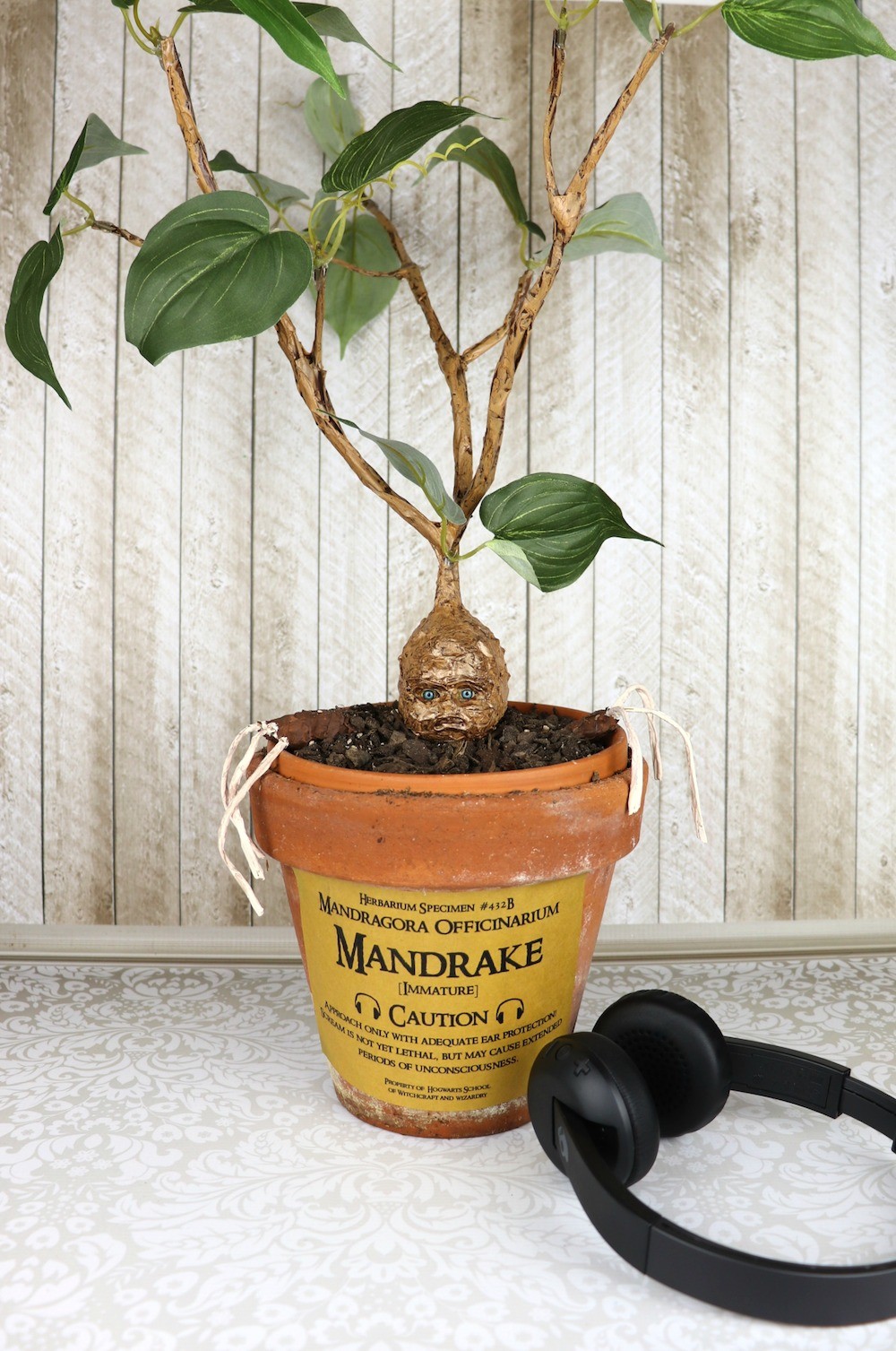 DIY Mandrake - Morena's Corner